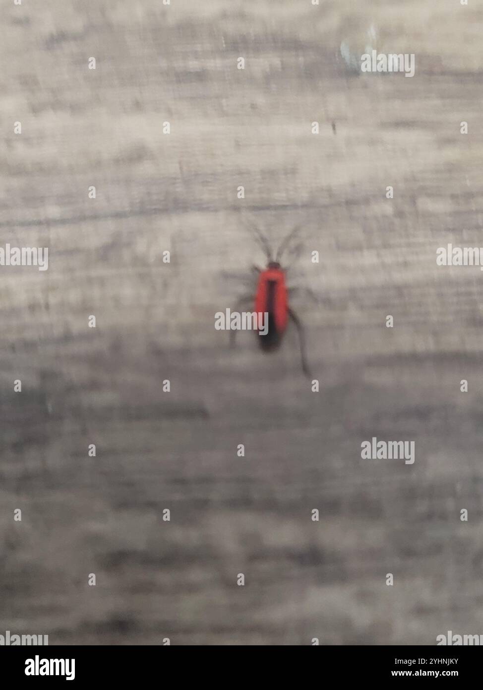 Scarlet Plant Bugs (Lopidea Stock Photo - Alamy