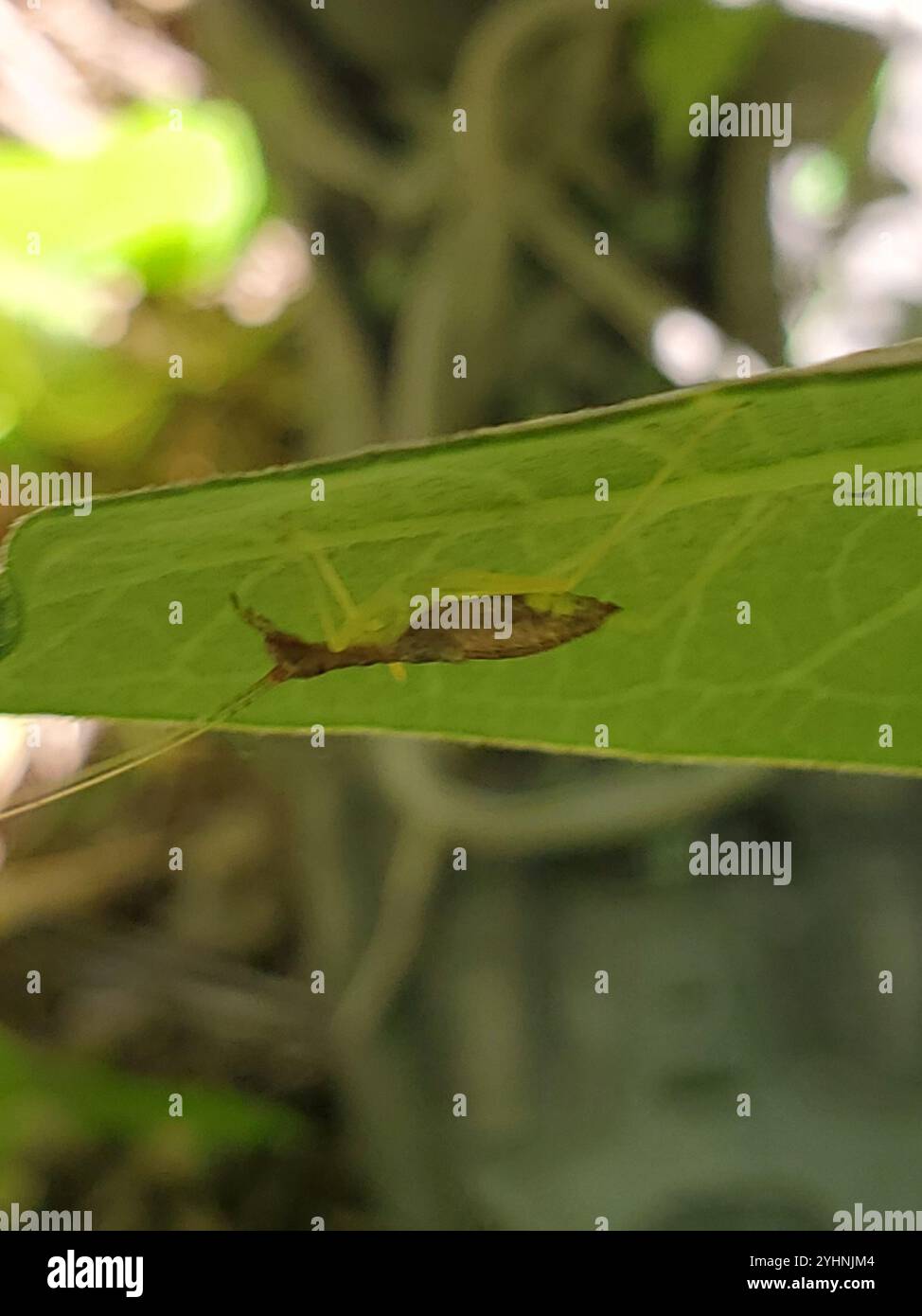 Winged and Once-winged Insects (Pterygota Stock Photo - Alamy