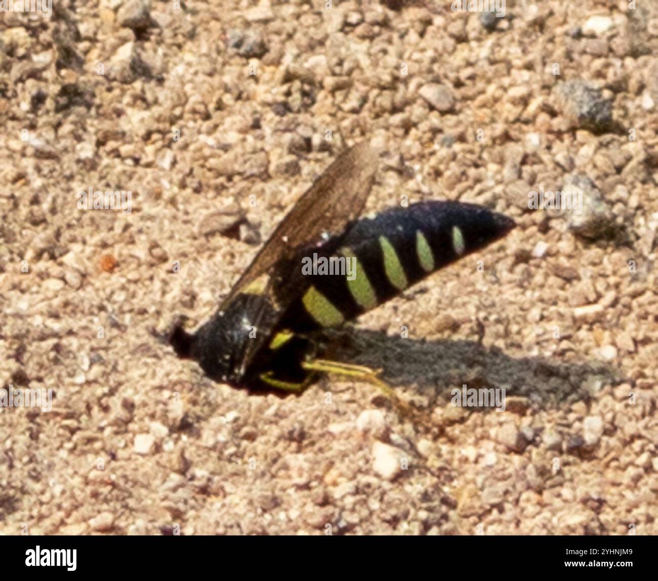 Four-banded Stink Bug Wasp (Bicyrtes quadrifasciatus Stock Photo - Alamy