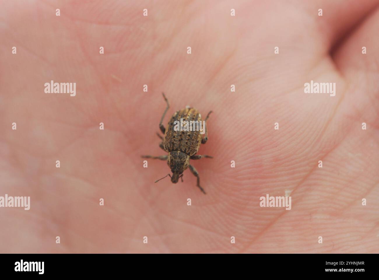 Clover Leaf Weevil (Brachypera zoilus Stock Photo - Alamy