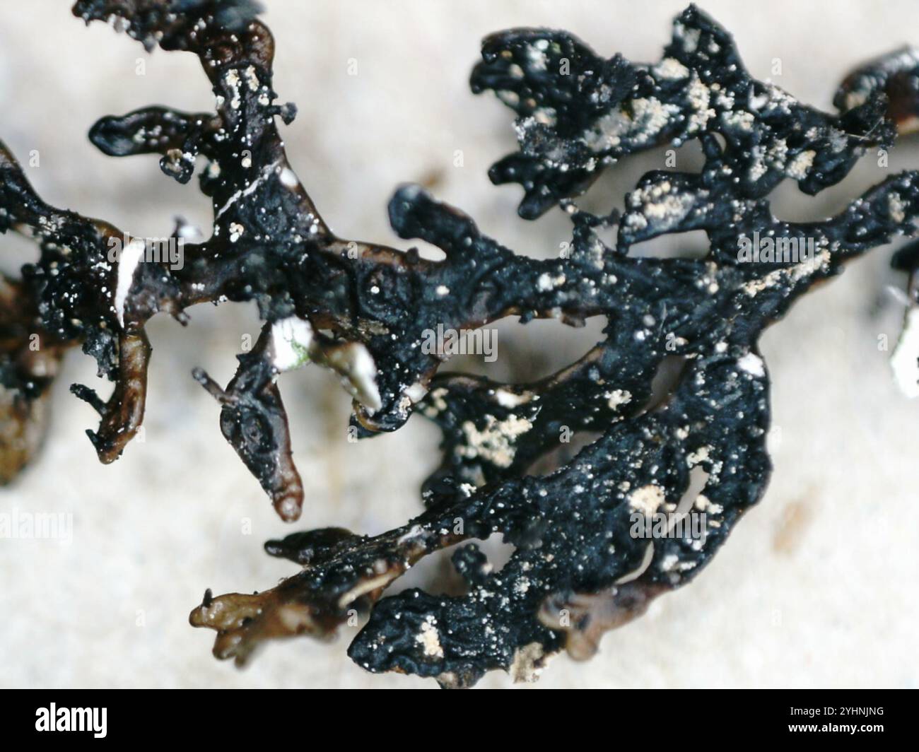 Stygian Black-parmelia (Melanelia stygia Stock Photo - Alamy