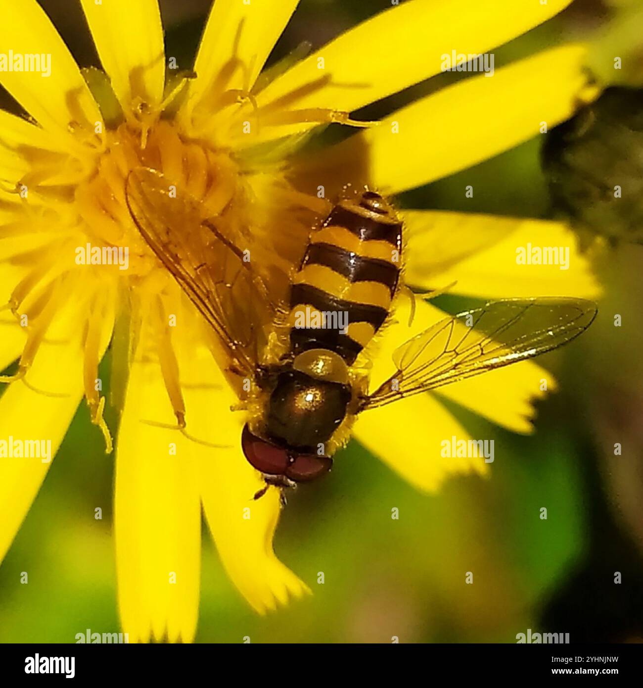 Common Flower Flies (Syrphus Stock Photo - Alamy