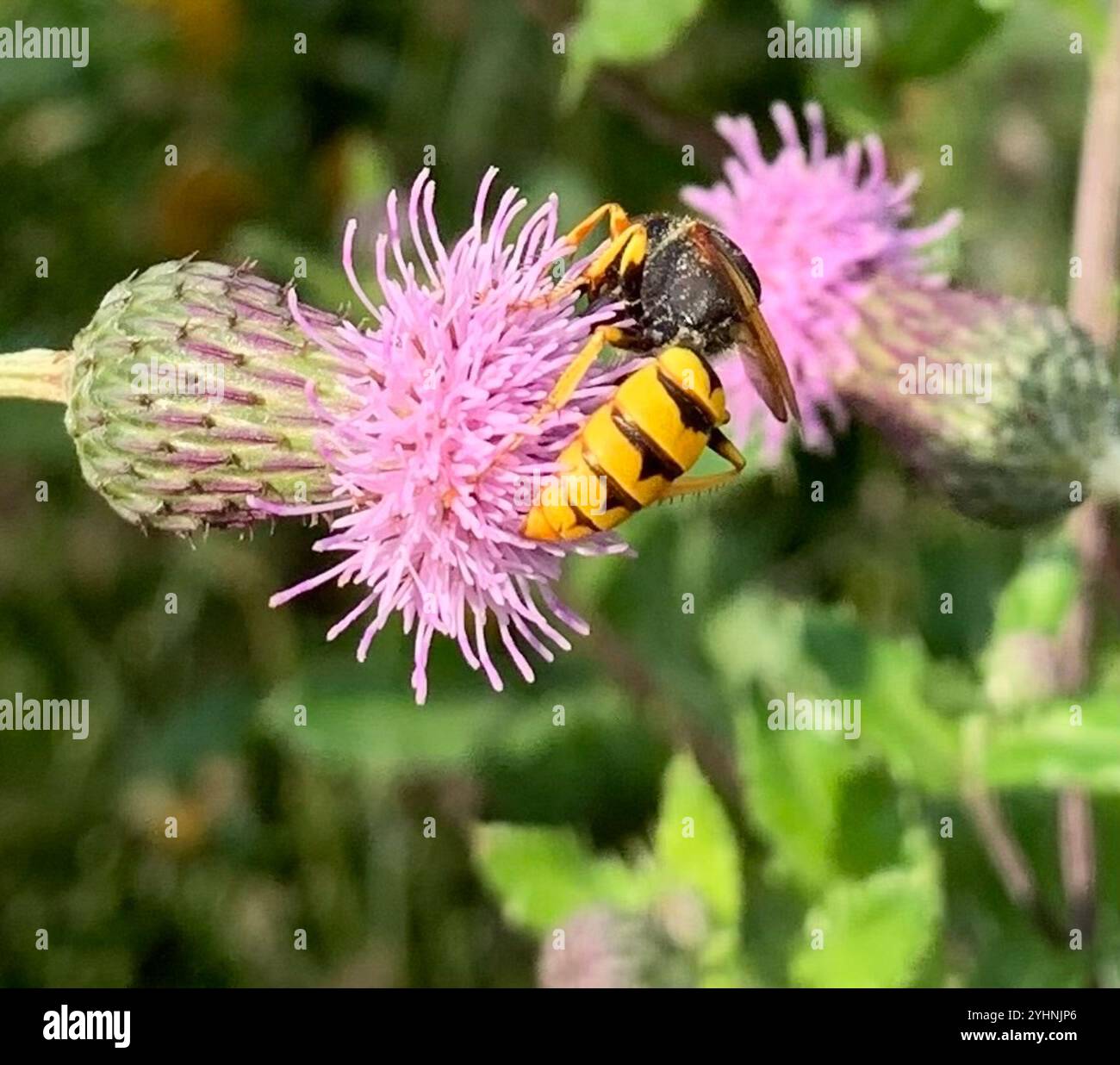 European beewolf (Philanthus triangulum Stock Photo - Alamy