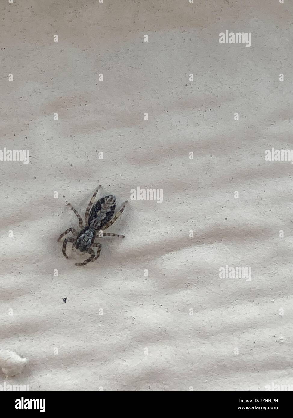 California Flattened Jumping Spider (Platycryptus californicus Stock ...