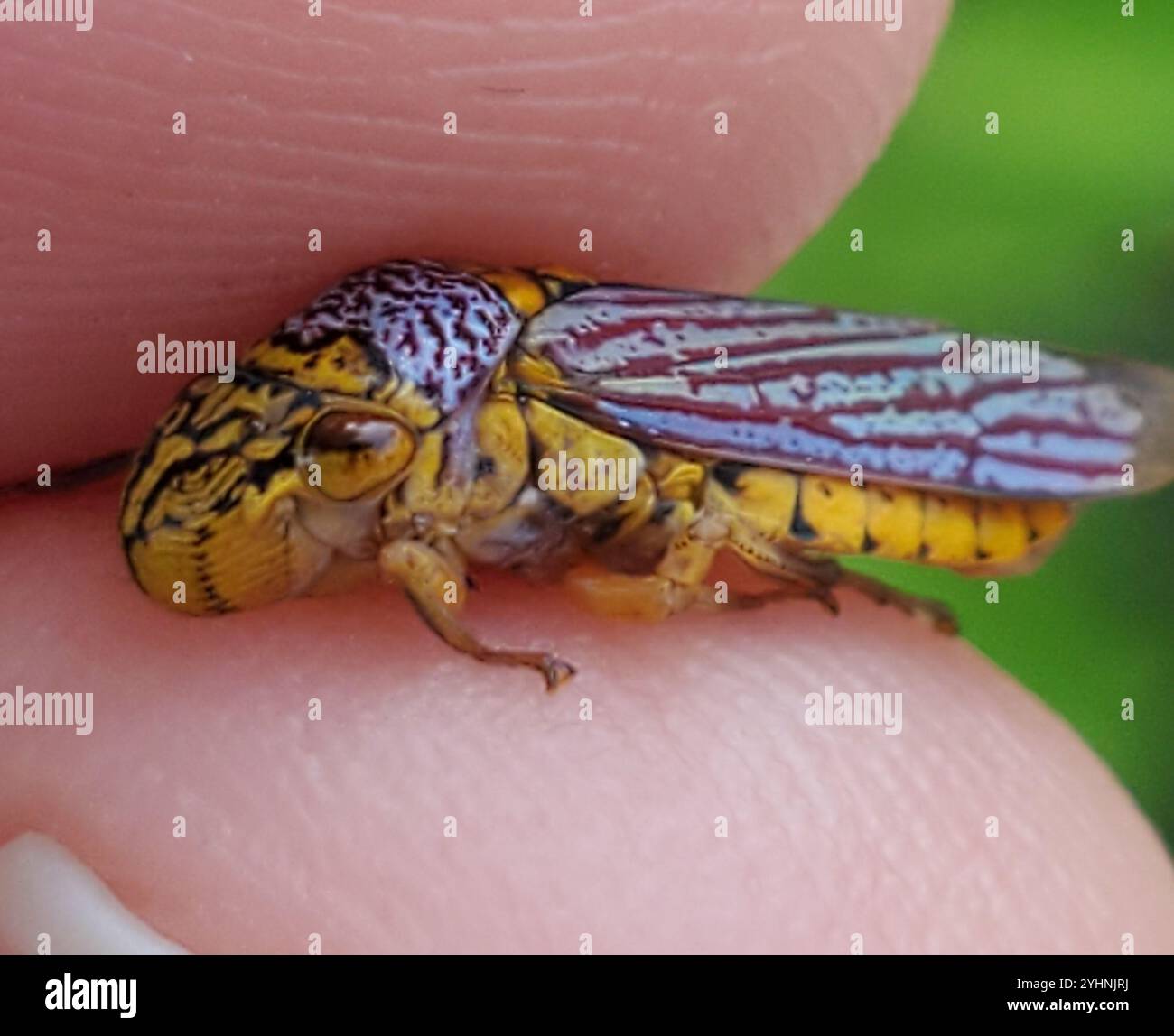 Black-winged Sharpshooter (Oncometopia nigricans Stock Photo - Alamy