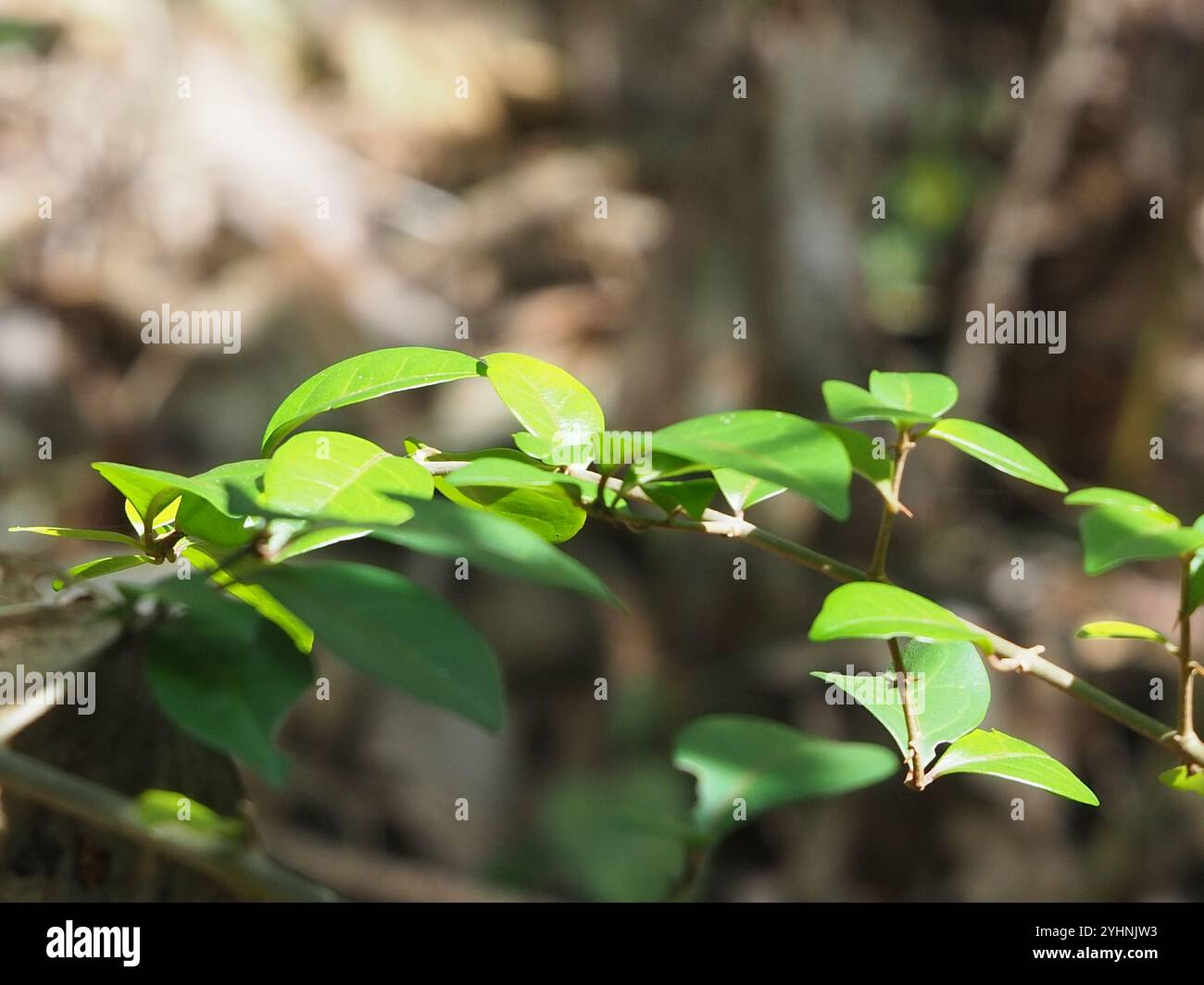 Native Bougainvillea (Pisonia aculeata Stock Photo - Alamy