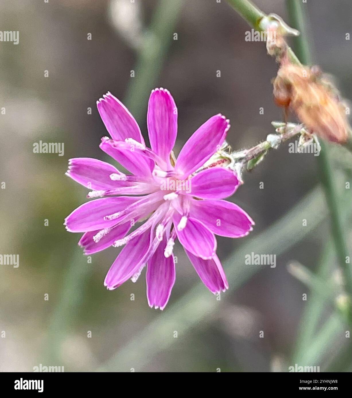 Santa Barbara Wirelettuce (Stephanomeria elata Stock Photo - Alamy
