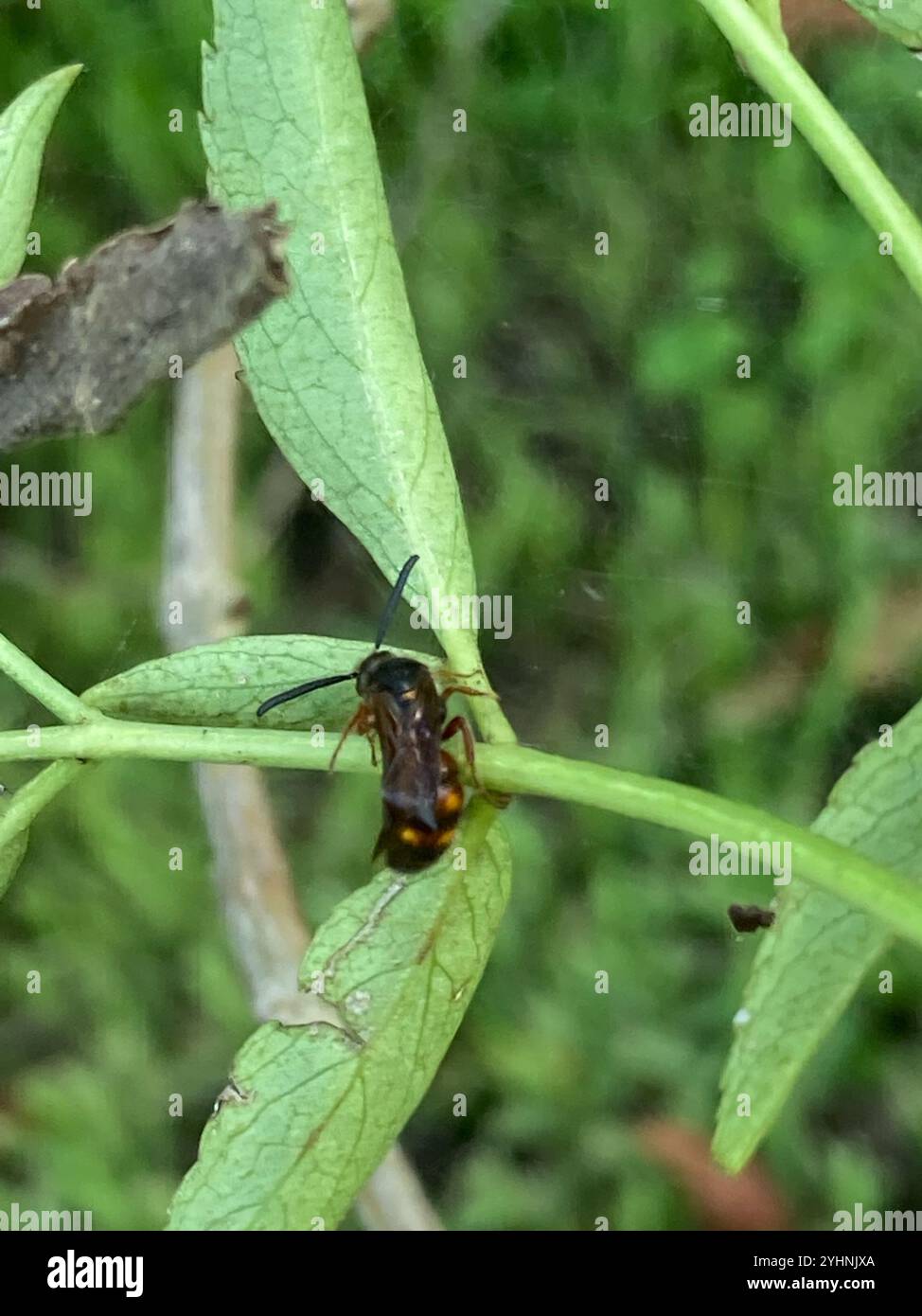 Noble scoliid wasp hi-res stock photography and images - Alamy