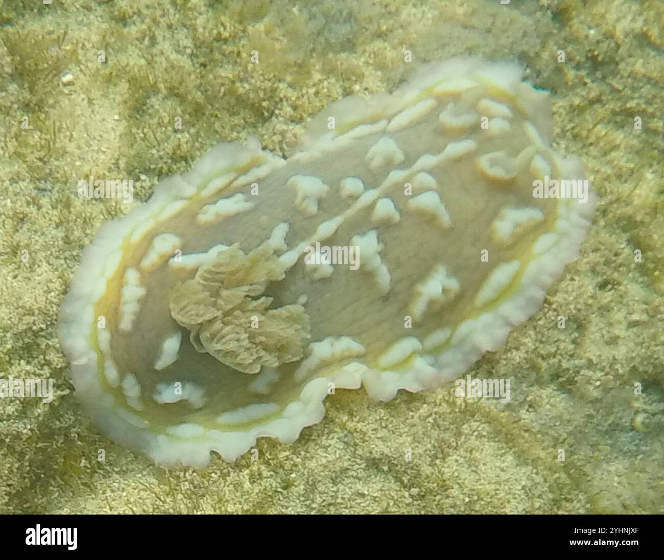 Asteronotus hi-res stock photography and images - Alamy