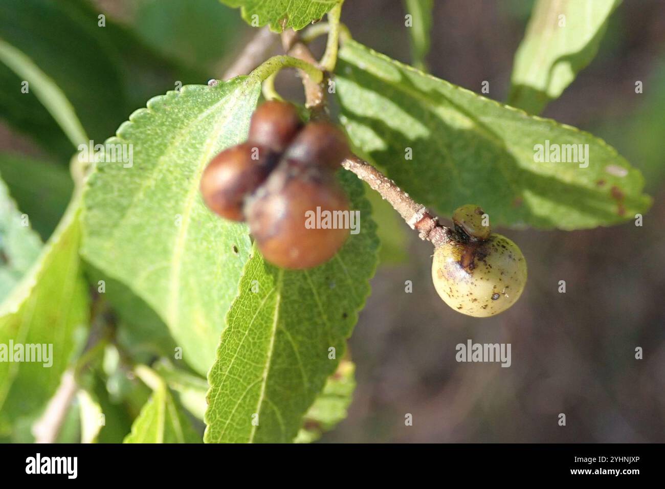 Crossberry (Grewia occidentalis Stock Photo - Alamy