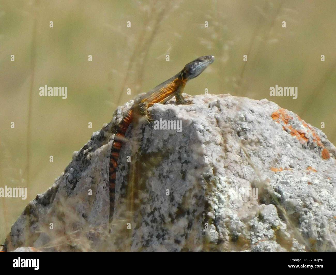 Highveld Crag Lizard (Pseudocordylus melanotus Stock Photo - Alamy