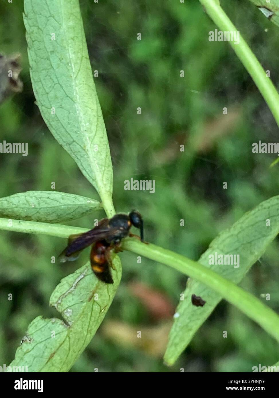 Noble Scoliid Wasp (Scolia nobilitata Stock Photo - Alamy