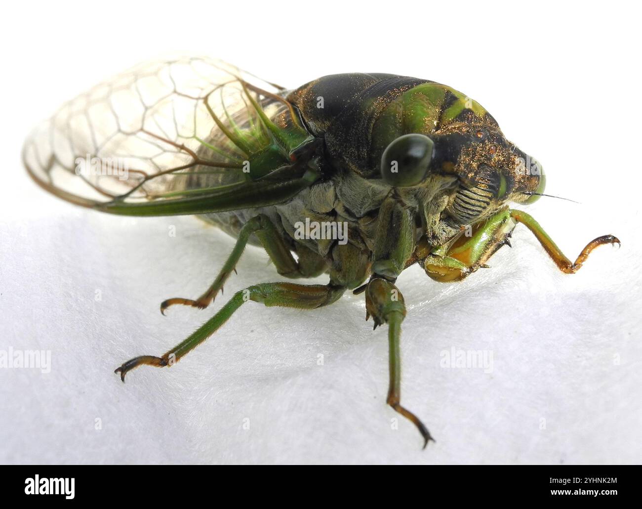 Common Swamp Cicada (Neotibicen tibicen tibicen Stock Photo - Alamy