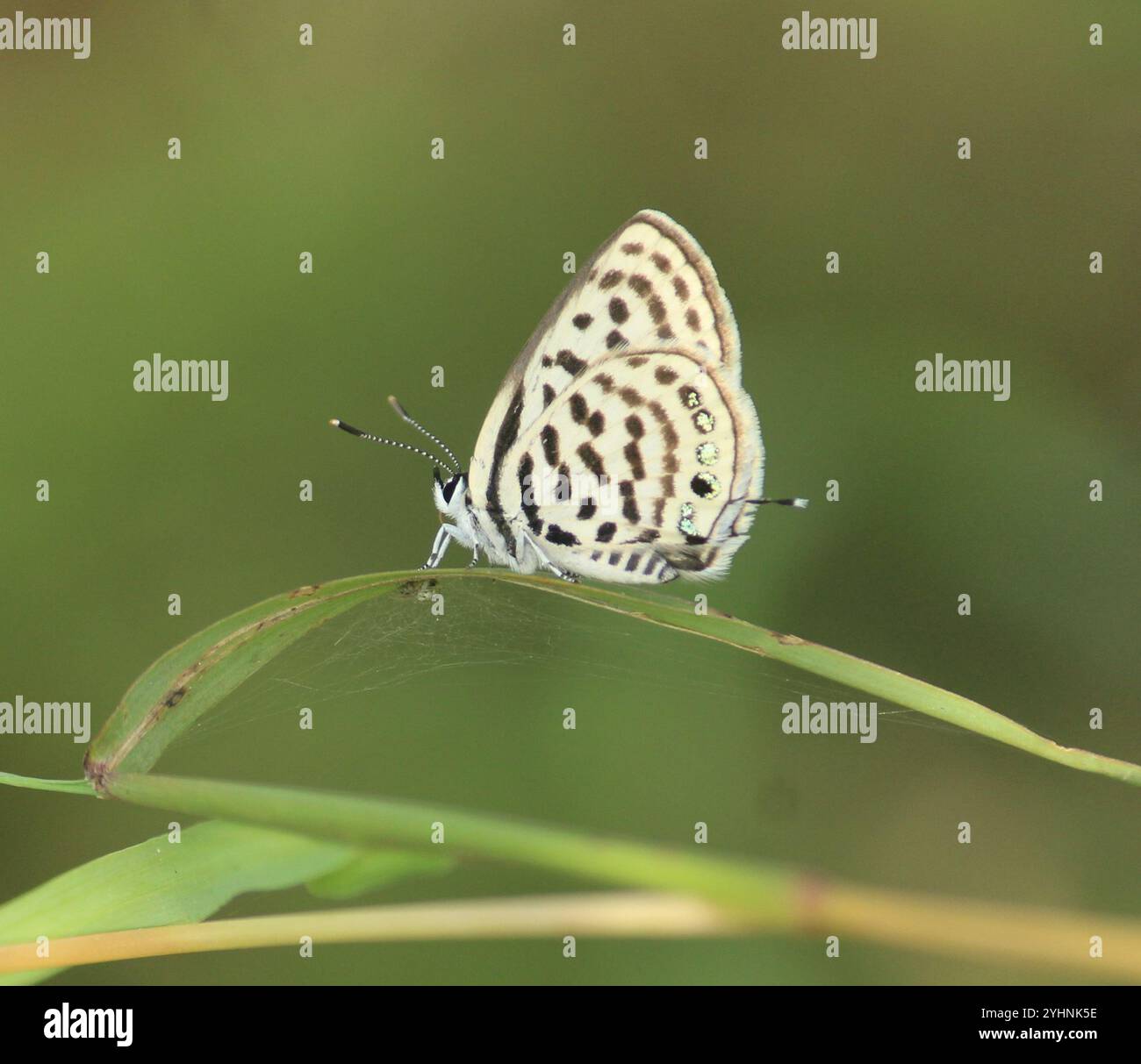 Little Tiger Blue (Tarucus balkanica Stock Photo - Alamy