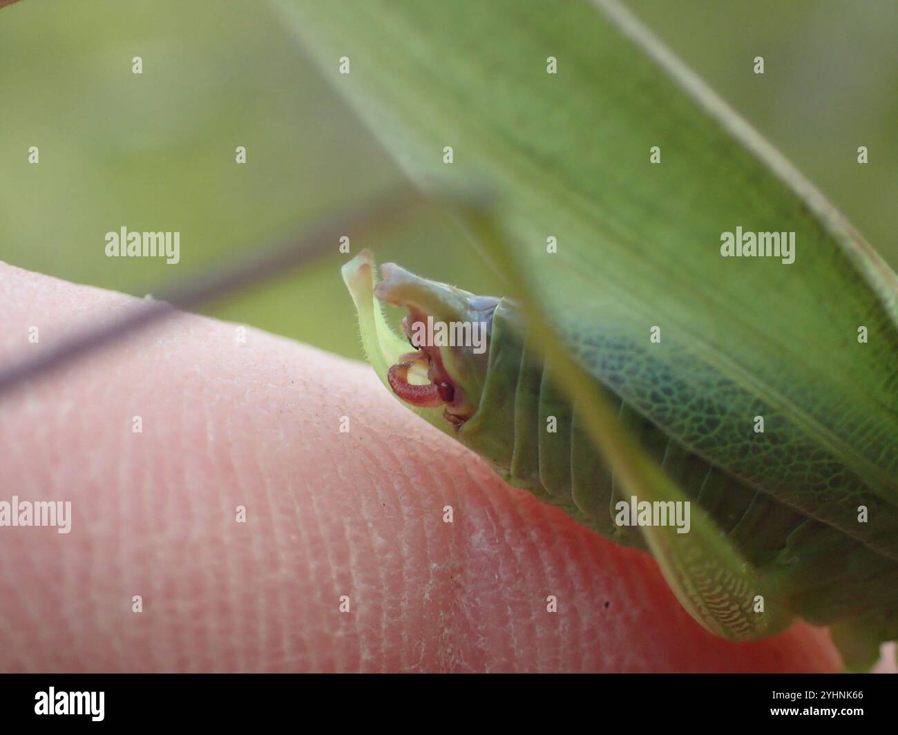 Curve-tailed Bush Katydid (Scudderia curvicauda Stock Photo - Alamy