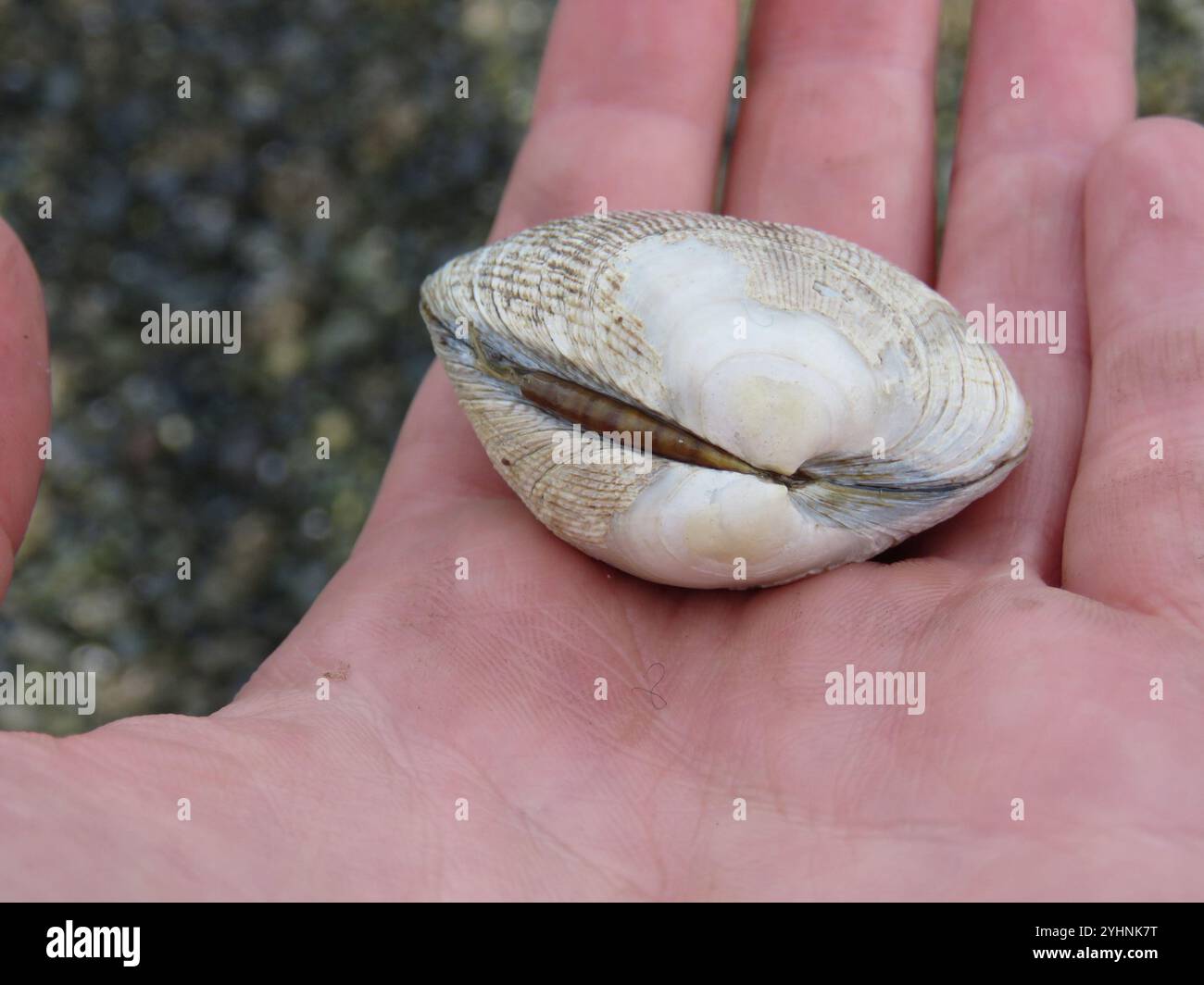 Japanese Littleneck (Ruditapes philippinarum Stock Photo - Alamy