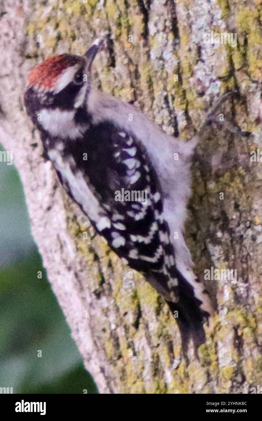 Downy Woodpecker (Dryobates pubescens Stock Photo - Alamy