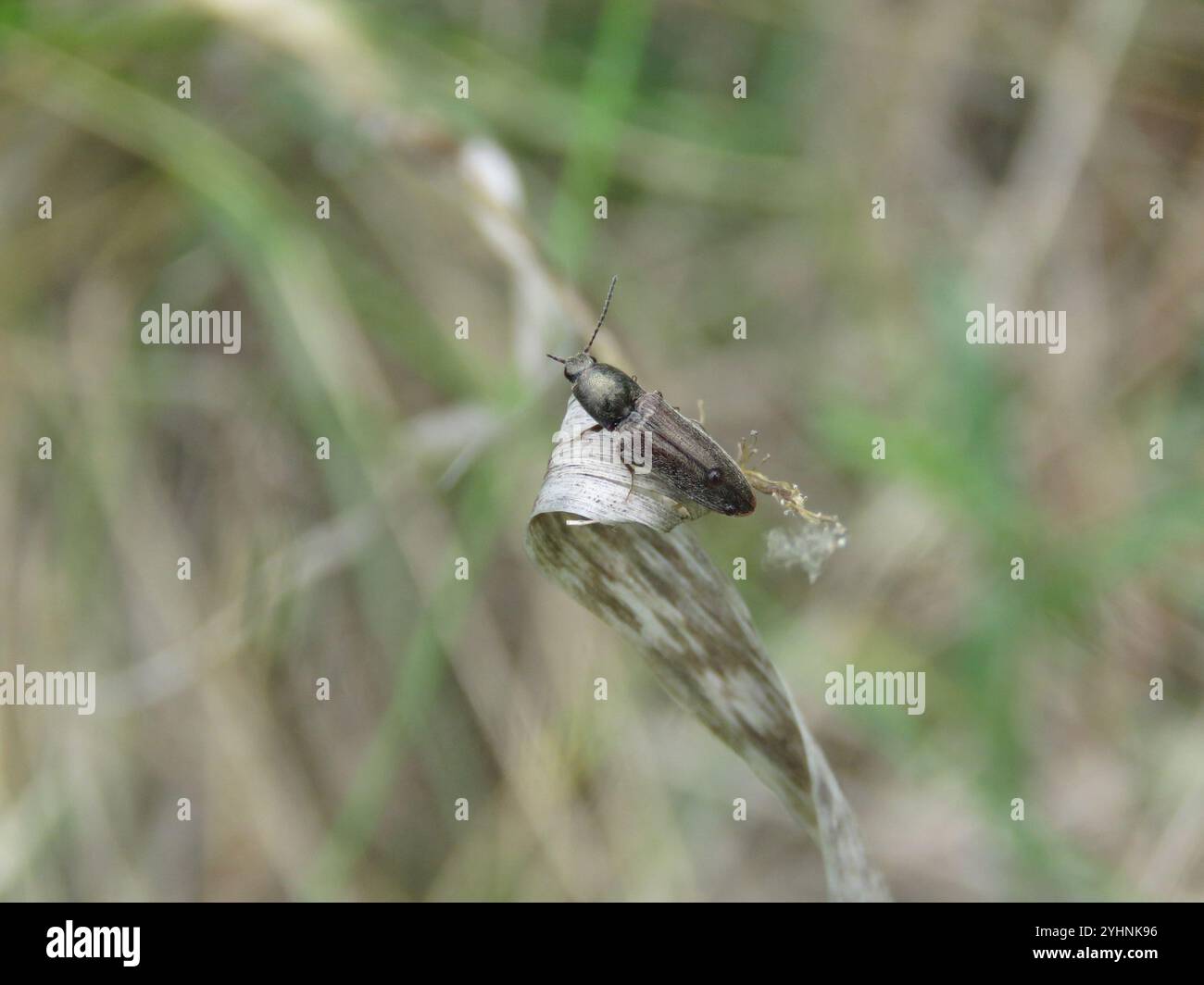 Click Beetles (Elateridae Stock Photo - Alamy