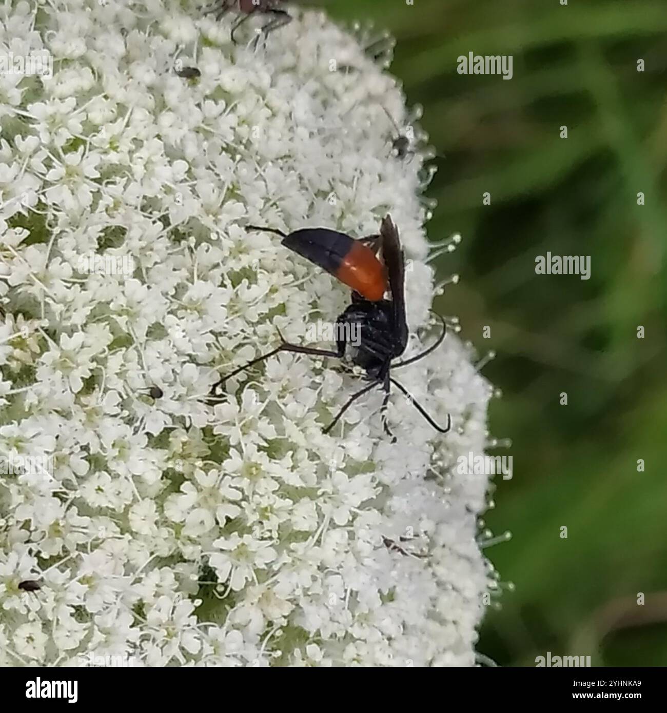 Spider Wasps (Pompilidae Stock Photo - Alamy