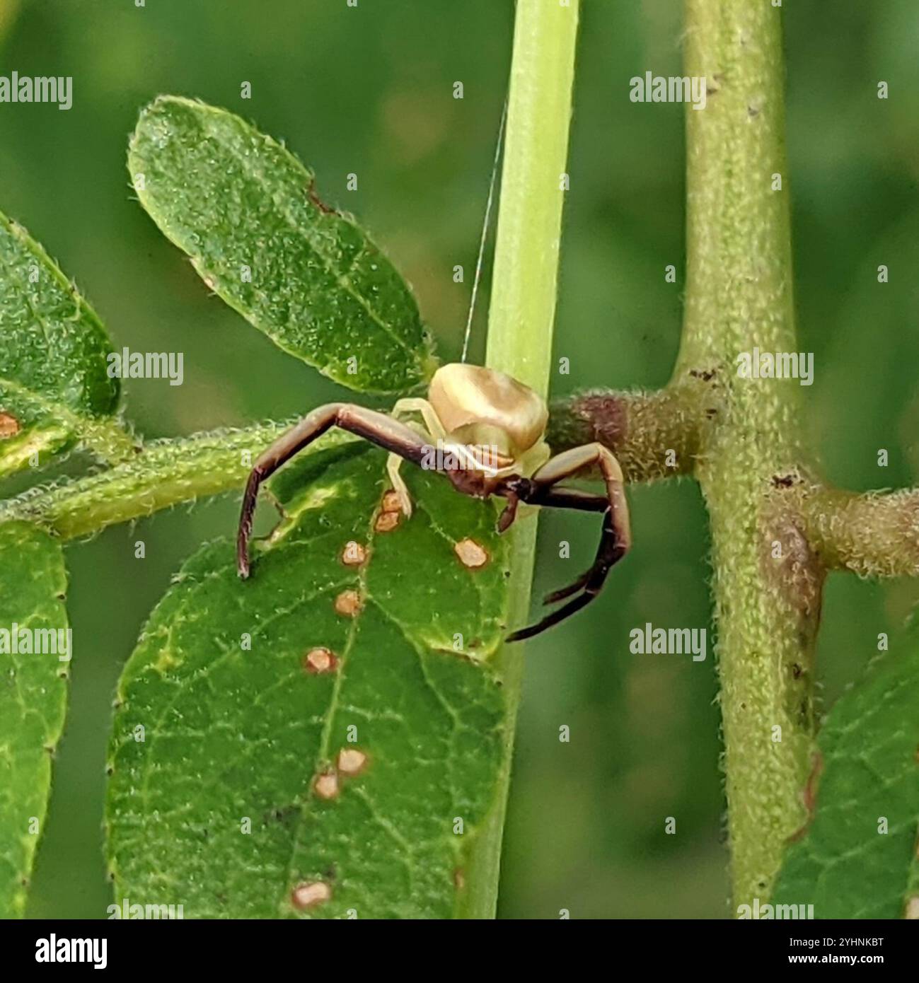 White-banded Crab Spider (Misumenoides formosipes Stock Photo - Alamy