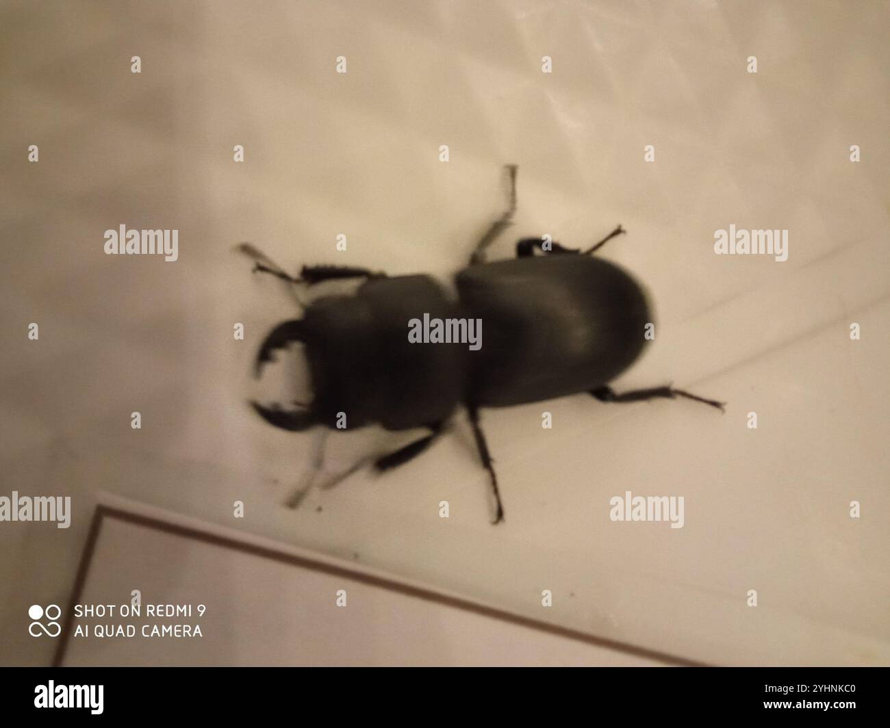 Lesser Stag Beetle (Dorcus parallelipipedus Stock Photo - Alamy