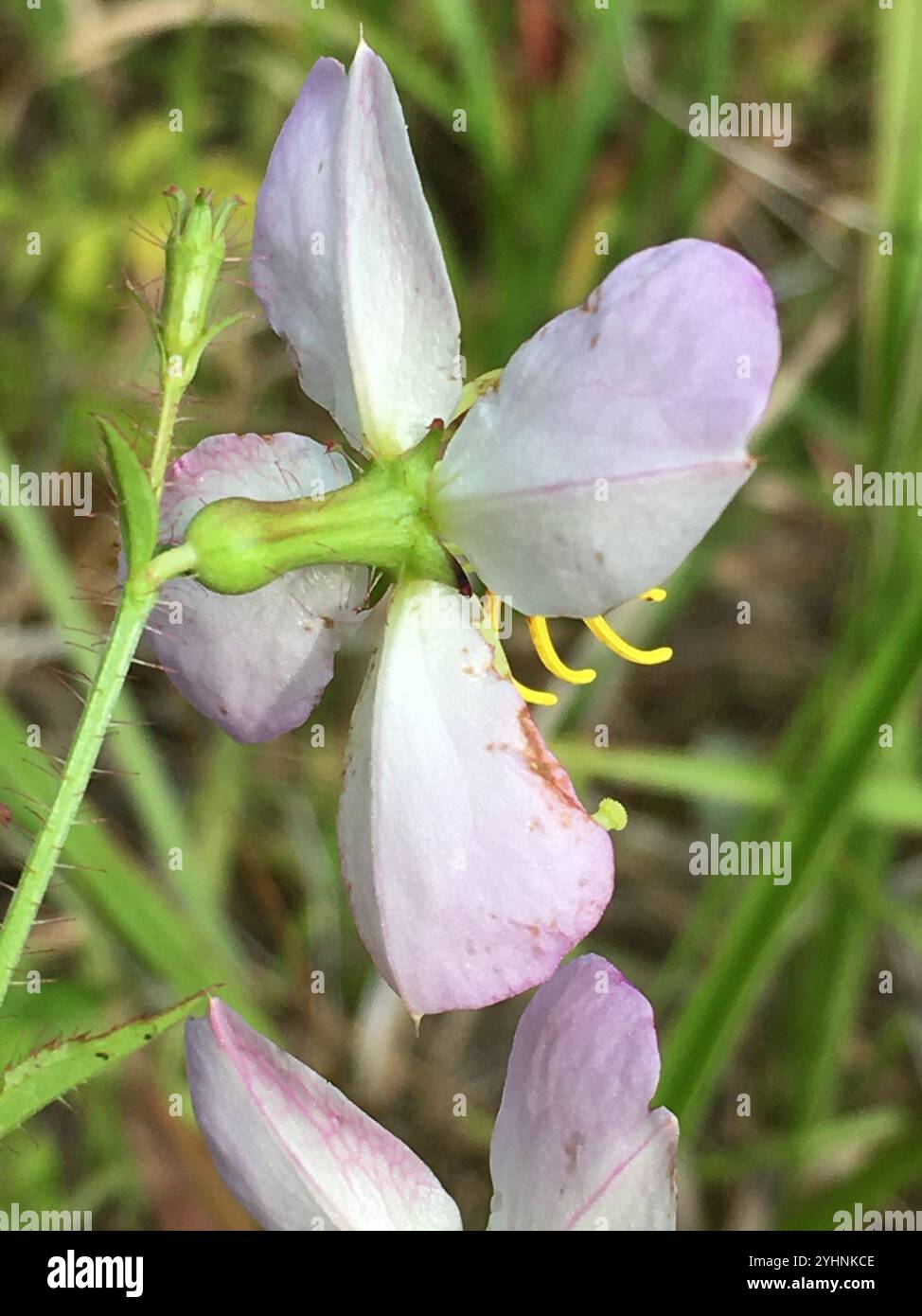 Maryland meadowbeauty (Rhexia mariana Stock Photo - Alamy