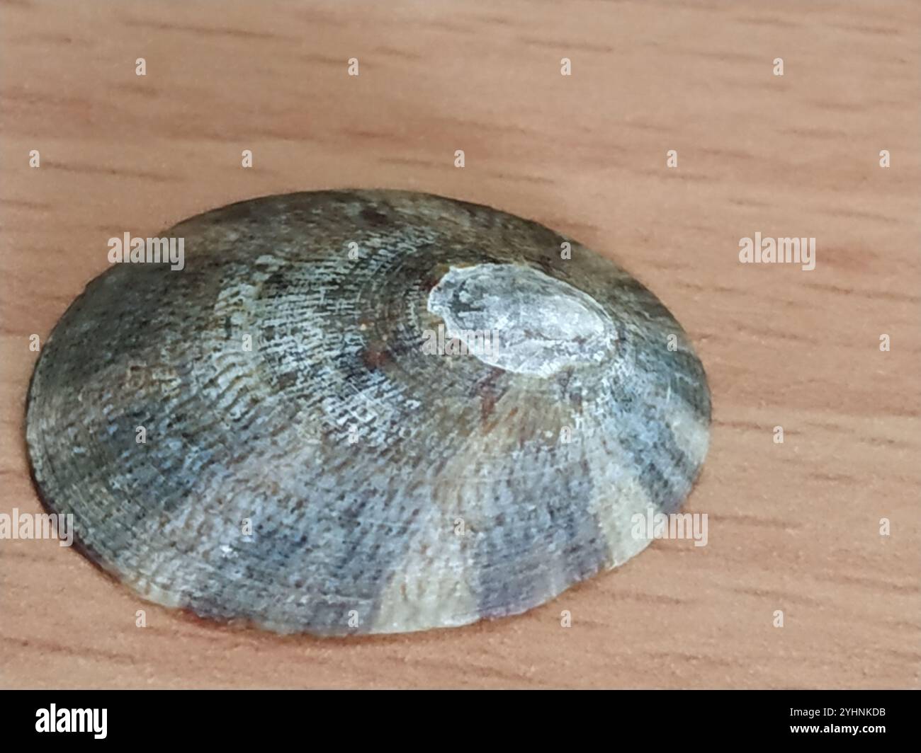 Cellana hi-res stock photography and images - Alamy