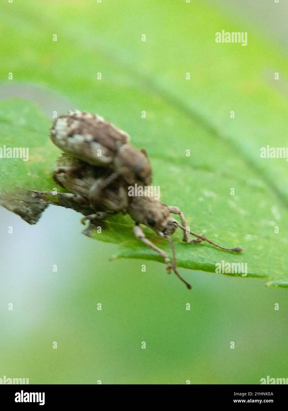 Peach Root Weevil (Pseudoedophrys hilleri Stock Photo - Alamy
