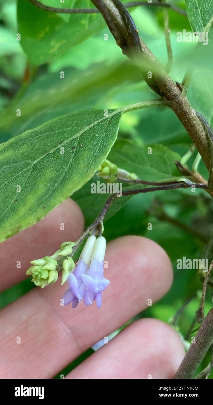 American hog-peanut (Amphicarpaea bracteata Stock Photo - Alamy