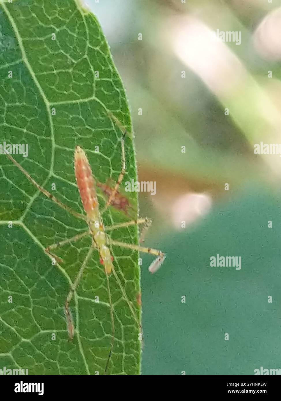 Pale Green Assassin Bug (Zelus luridus Stock Photo - Alamy