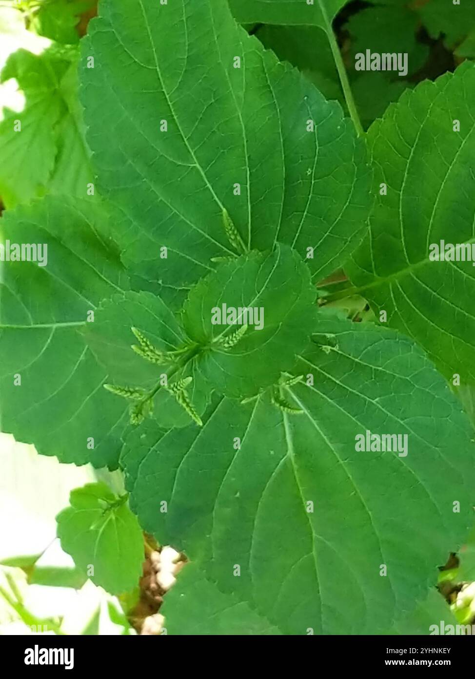 citronella horse balm (Collinsonia canadensis Stock Photo - Alamy