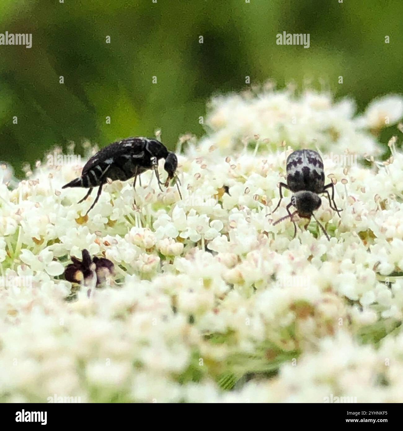 Tumbling Ragdoll (Mordella marginata Stock Photo - Alamy