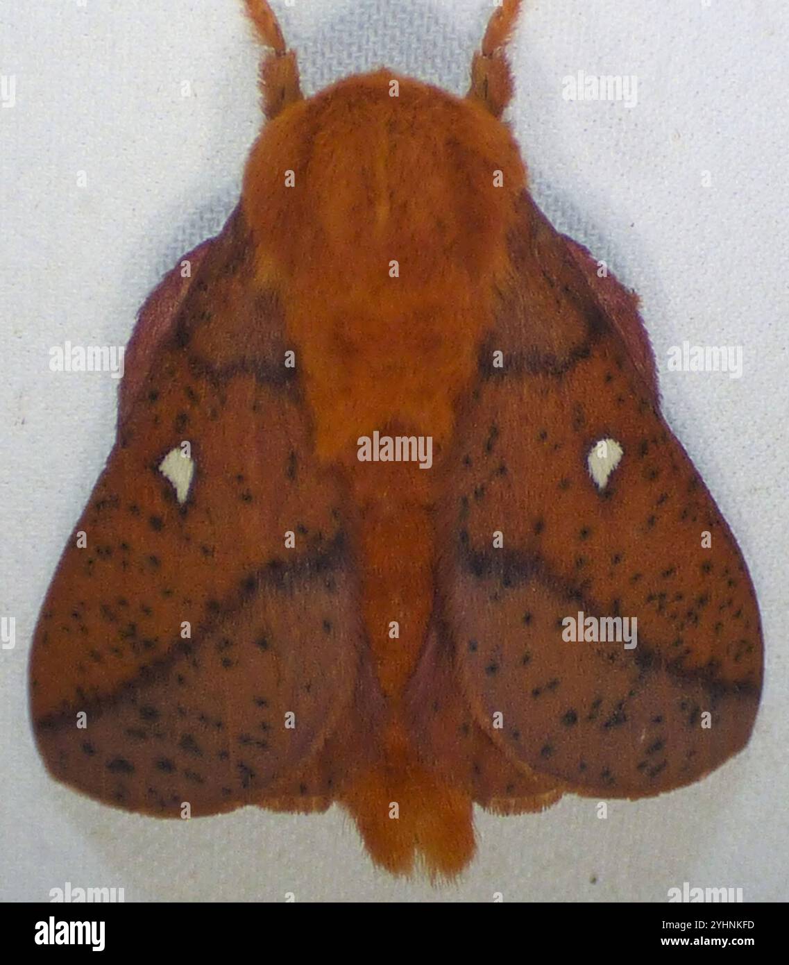 Spiny Oakworm Moth (Anisota stigma Stock Photo - Alamy