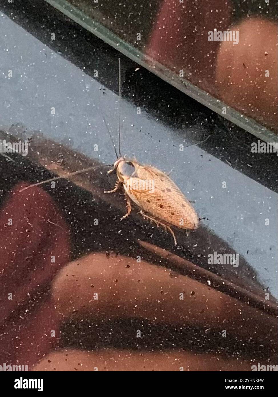 Dusky Cockroach (Ectobius lapponicus Stock Photo - Alamy