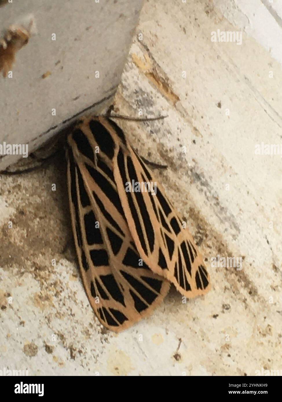 Virgin Tiger Moth (Apantesis virgo Stock Photo - Alamy