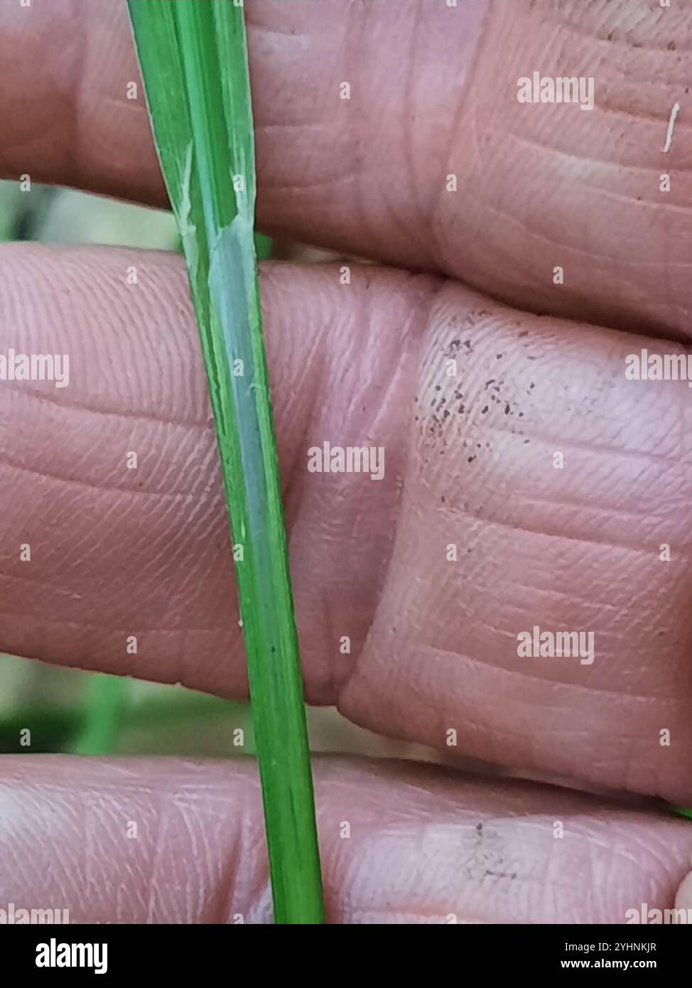bladder sedge (Carex intumescens Stock Photo - Alamy