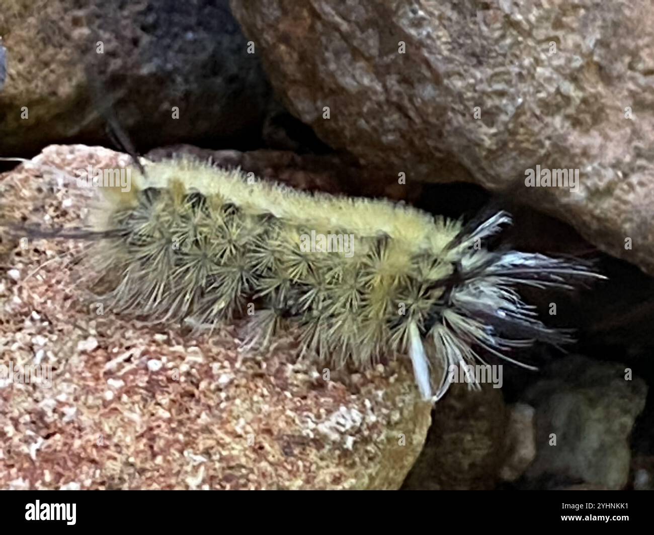 Banded Tussock Moth (Halysidota tessellaris Stock Photo - Alamy