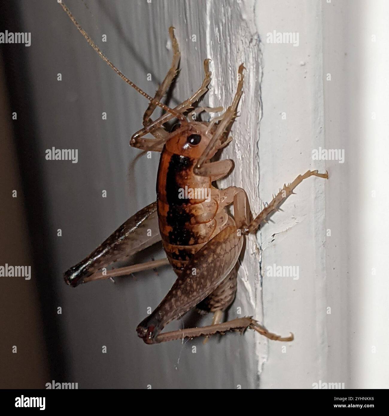 Camel Crickets (Ceuthophilus Stock Photo - Alamy