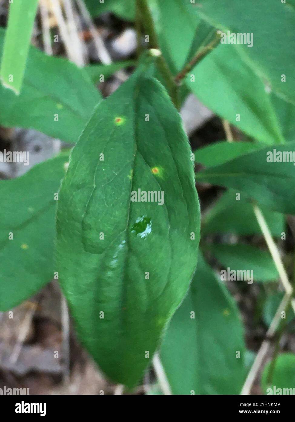 Cornel-leaf Whitetop (Doellingeria infirma Stock Photo - Alamy