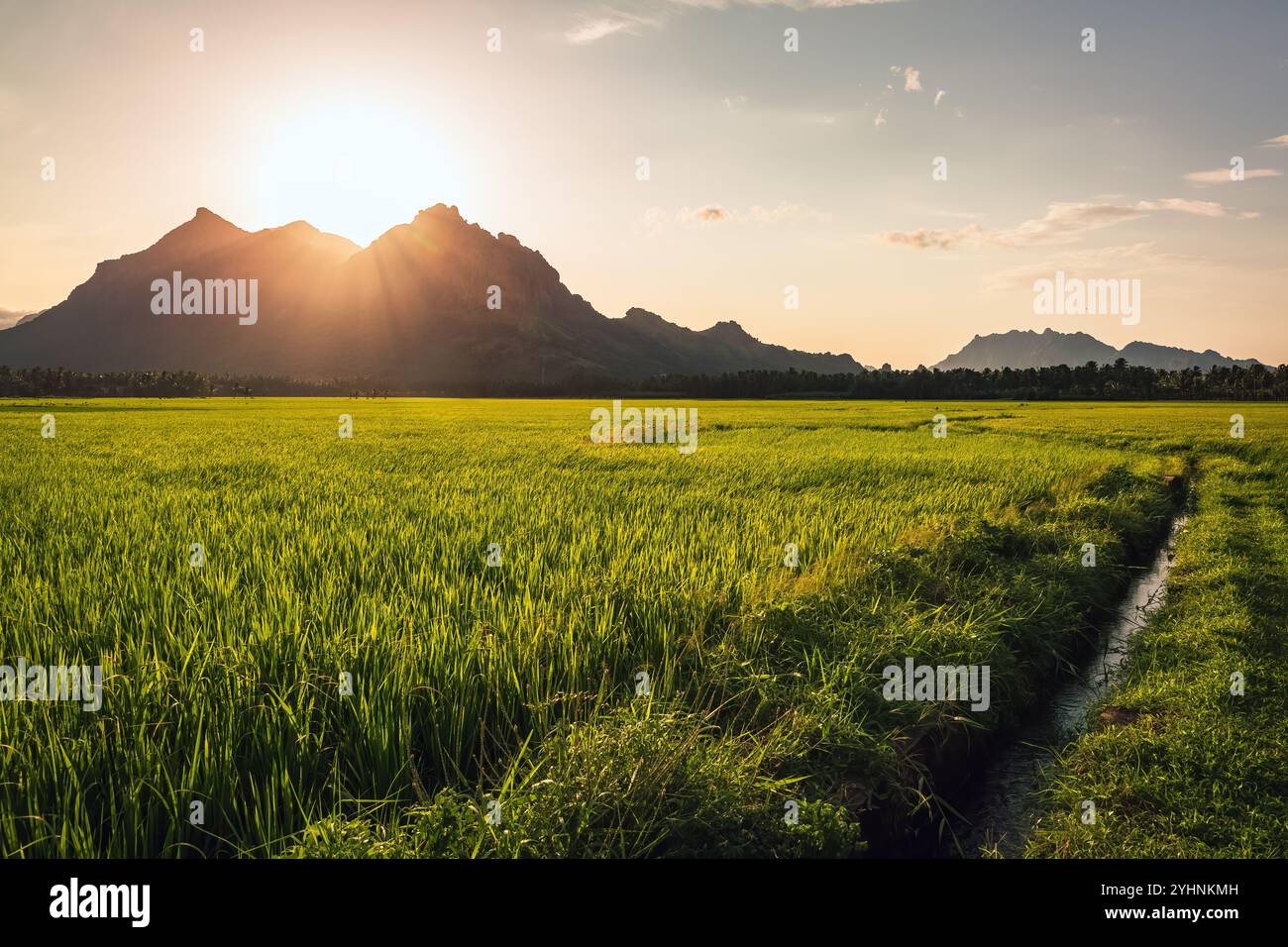 Beautiful landscape featuring a paddy rice field with mountains and a ...