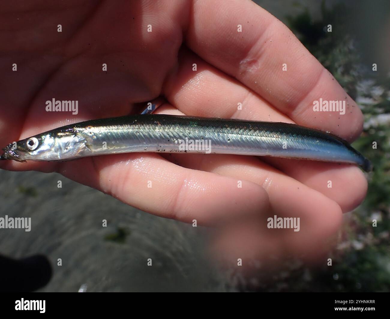 Pacific Sand Lance (Ammodytes personatus Stock Photo - Alamy