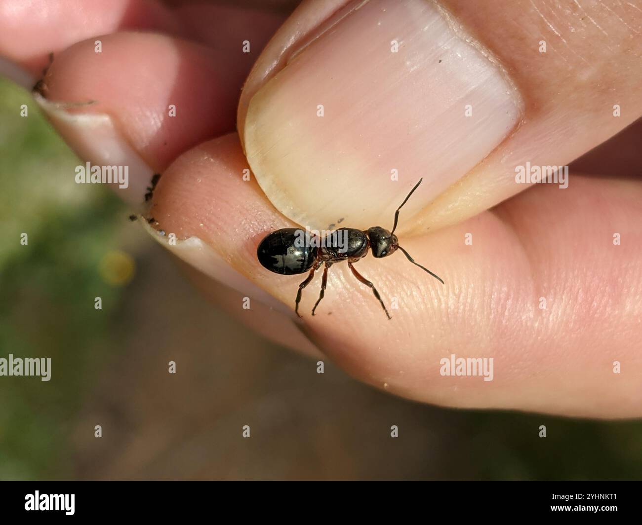 Hairy Wood Ant (Formica lugubris Stock Photo - Alamy