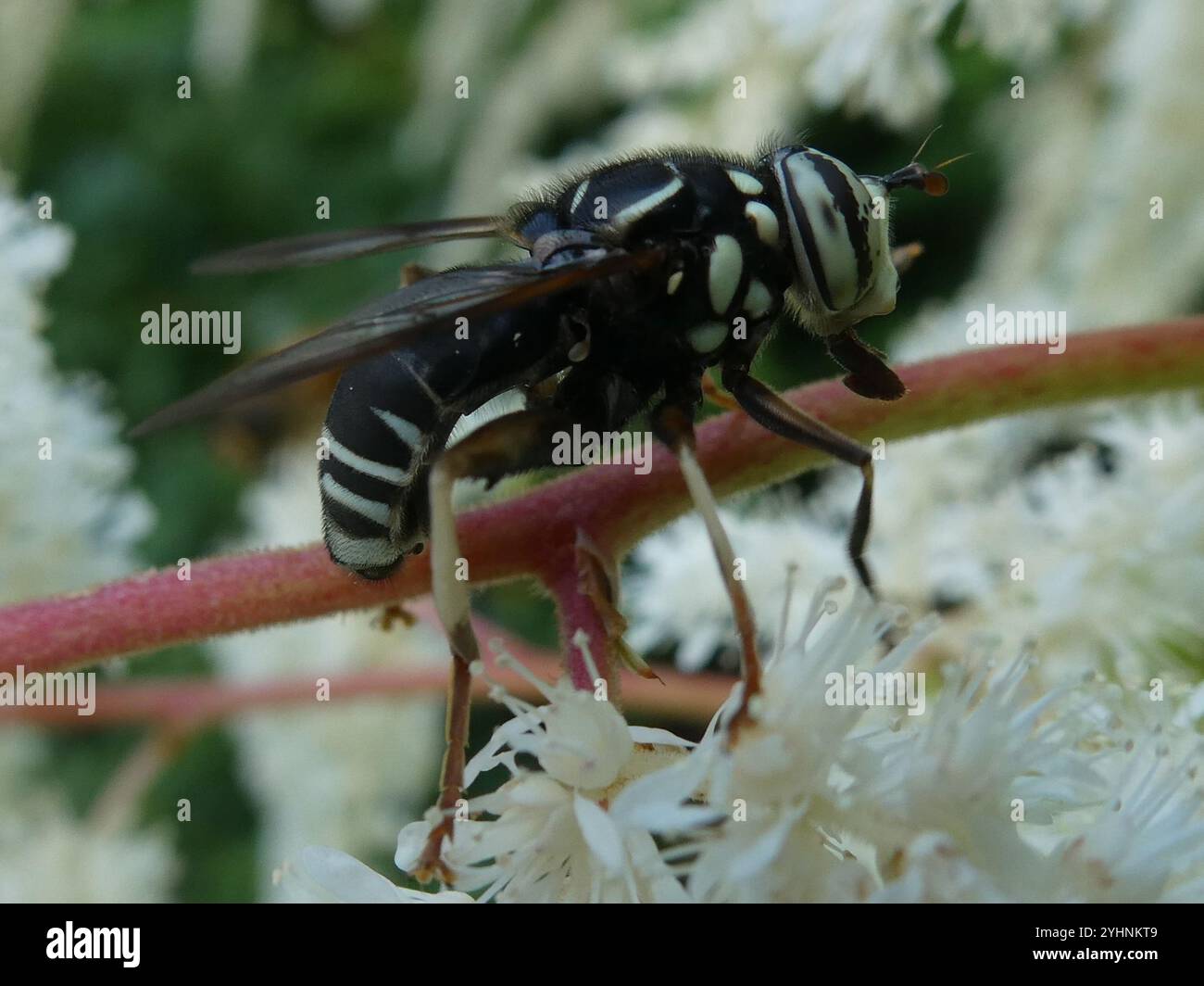 Bald faced hornet fly hi-res stock photography and images - Alamy