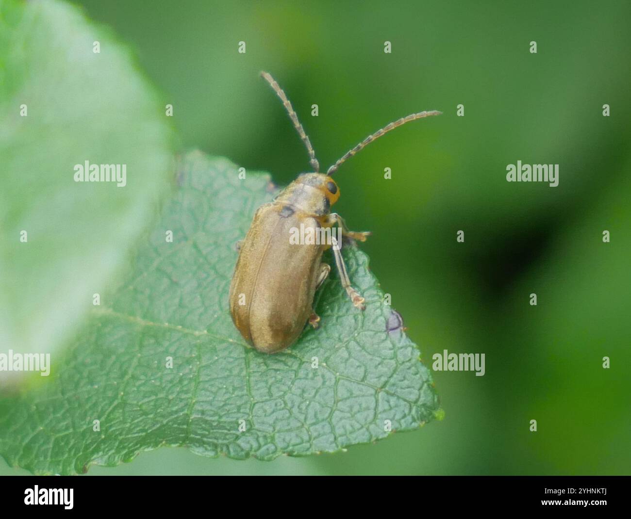 Viburnum Leaf Beetle (Pyrrhalta viburni Stock Photo - Alamy