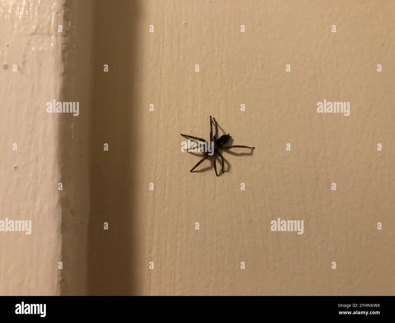Scotophaeus blackwalli hi-res stock photography and images - Alamy
