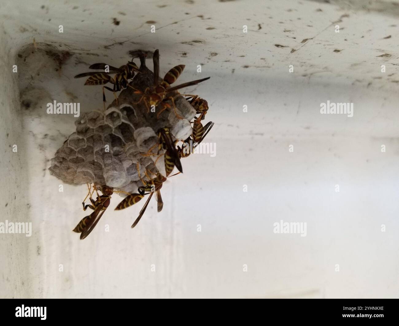 Guinea wasp hi-res stock photography and images - Alamy