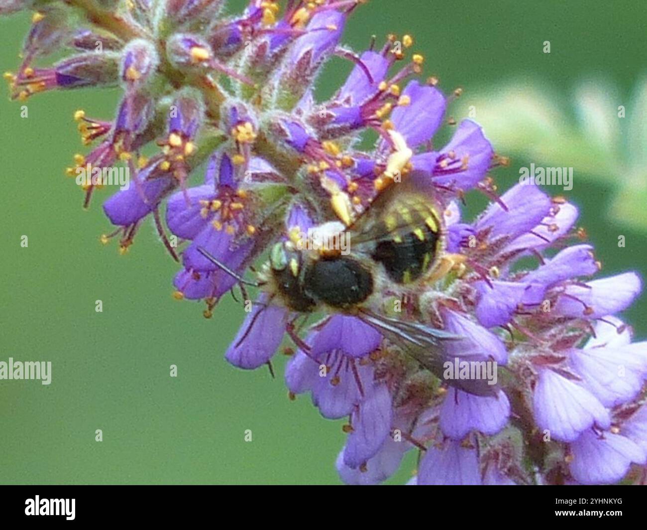 Oblongatum hi-res stock photography and images - Alamy