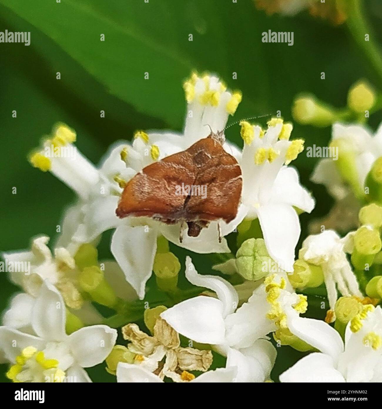 fig-tree skeletonizer moth (Choreutis nemorana Stock Photo - Alamy