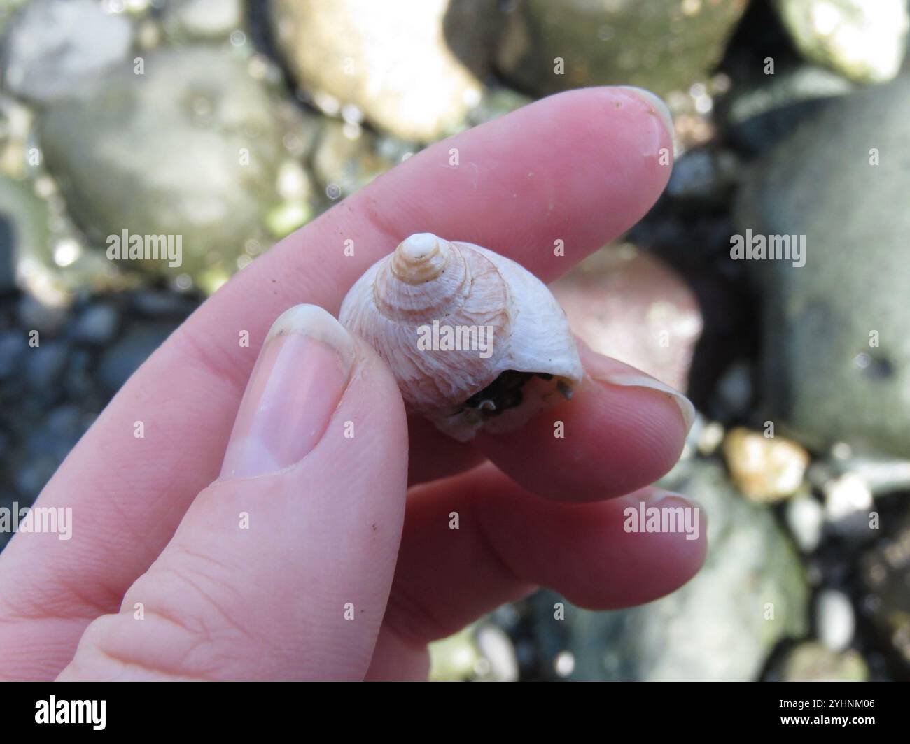 Frilled dogwinkle hi-res stock photography and images - Alamy