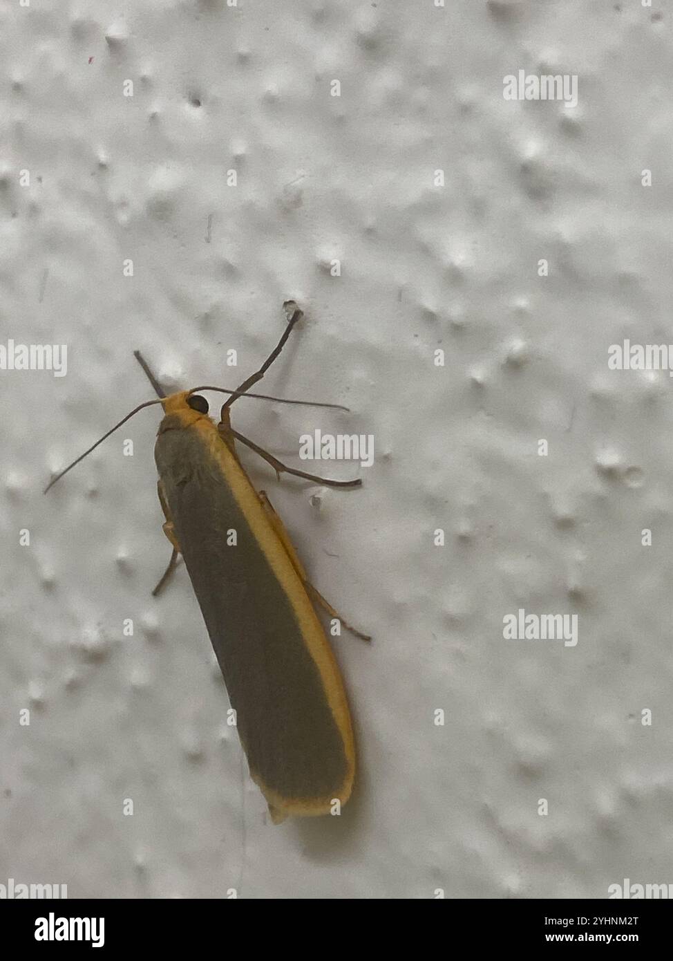 Common Footman (Eilema lurideola Stock Photo - Alamy